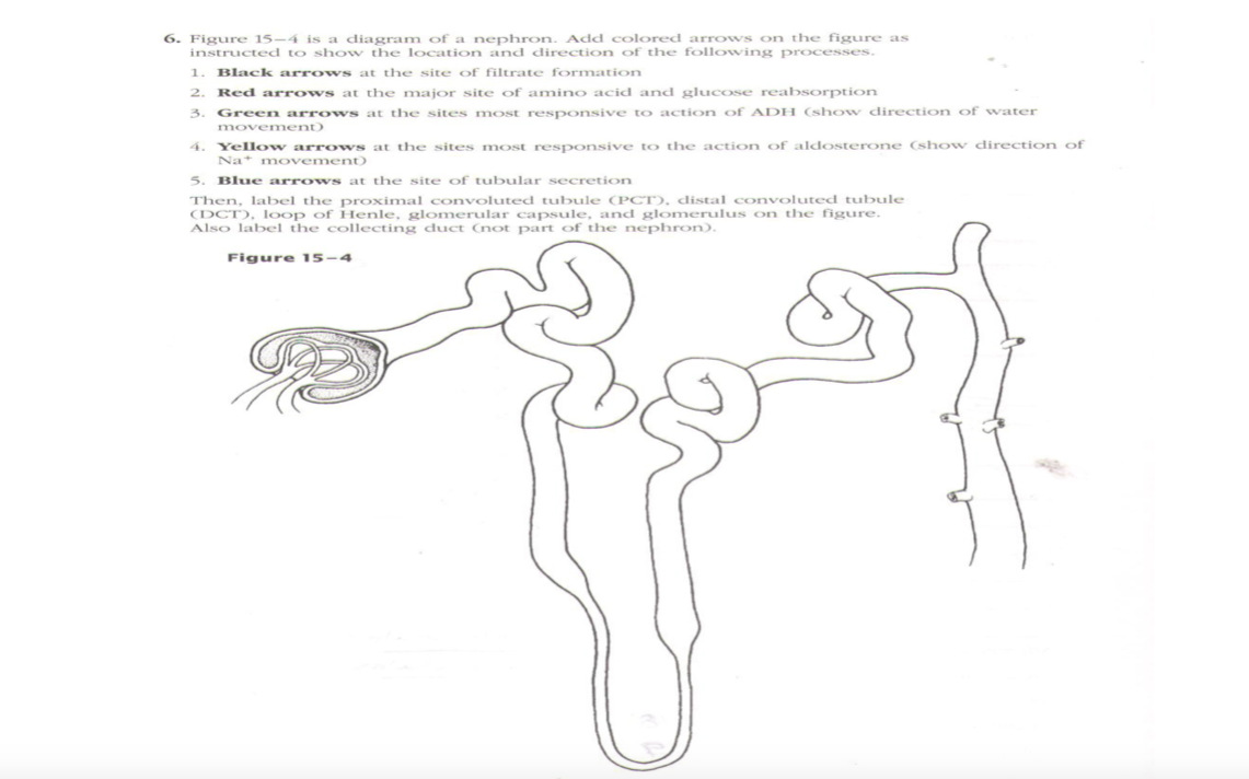 Solved 6. Figure 15-4 is a diagram of a nephron. Add colored | Chegg.com