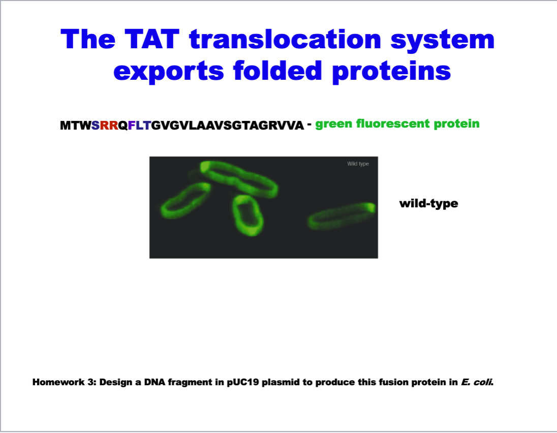 Solved The TAT translocation system exports folded proteins | Chegg.com