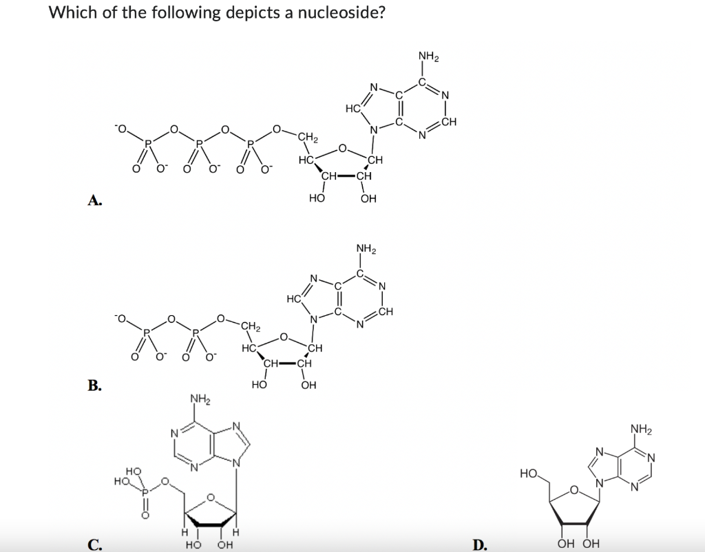 Solved Which of the following depicts a nucleoside? D. | Chegg.com