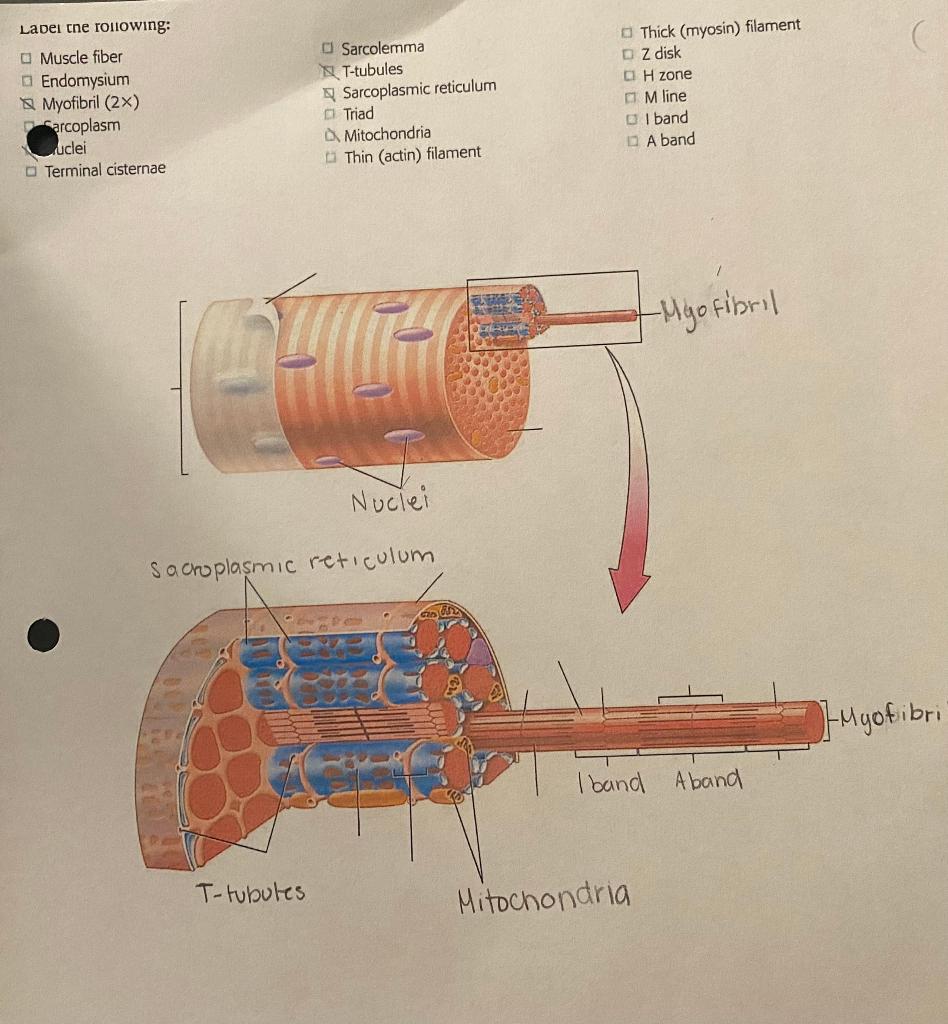Ladel cne rollowing: Muscle fiber Sarcolemma Thick | Chegg.com