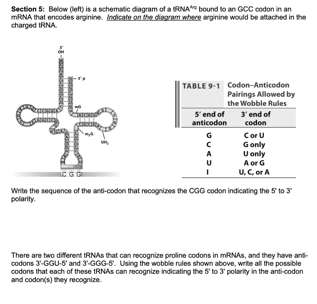 Solved Section 5: Below (left) is a schematic diagram of a | Chegg.com