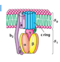 Solved ATP synthase (pictured) is a multi-subunit enzyme | Chegg.com