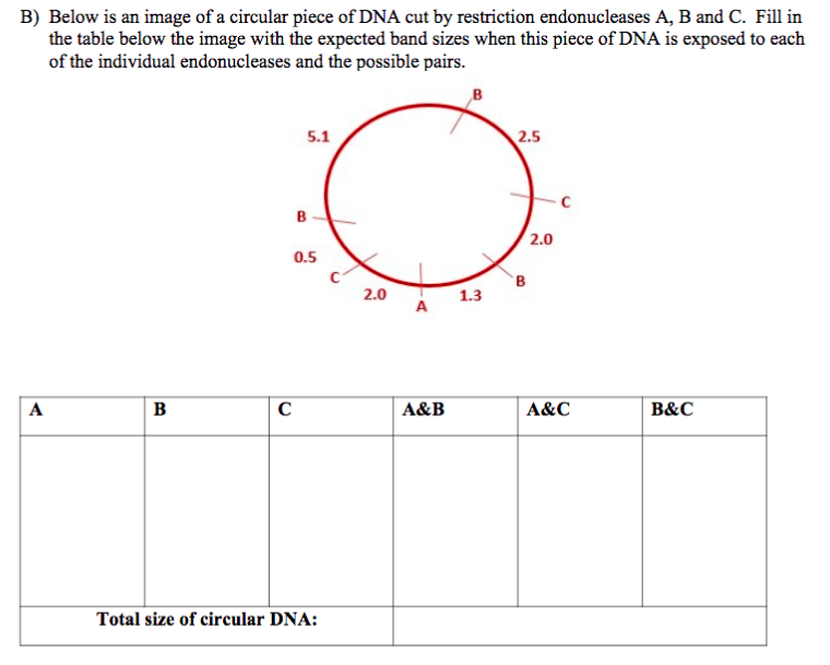 Solved B) Below is an image of a circular piece of DNA cut | Chegg.com