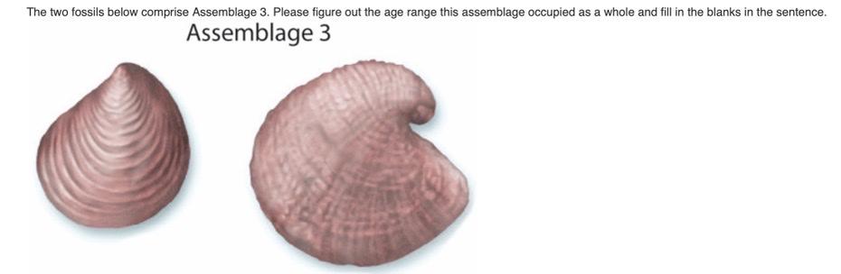 Solved The two fossils below comprise Assemblage 1. Please | Chegg.com