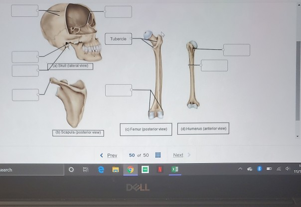 Solved Drag each label to the appropriate bone marking. | Chegg.com