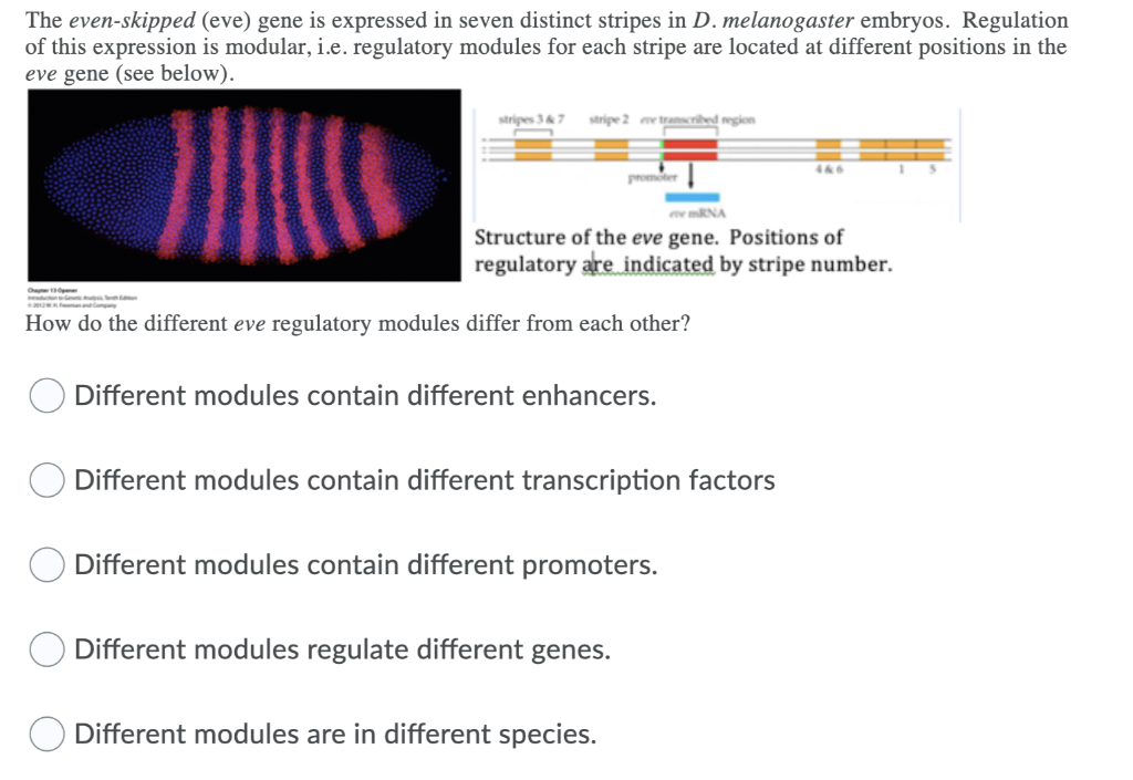 Solved The even-skipped (eve) gene is expressed in seven | Chegg.com