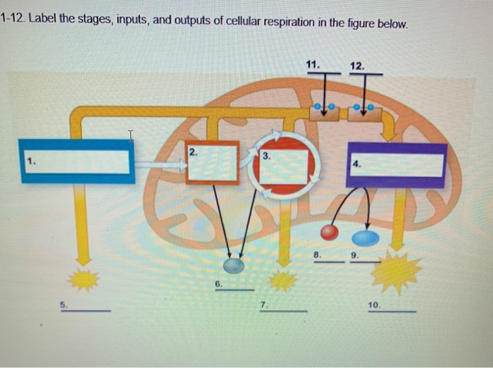 Inputs And Outputs Of Cellular Respiration Inputs And Outputs Of Cellular Respiration