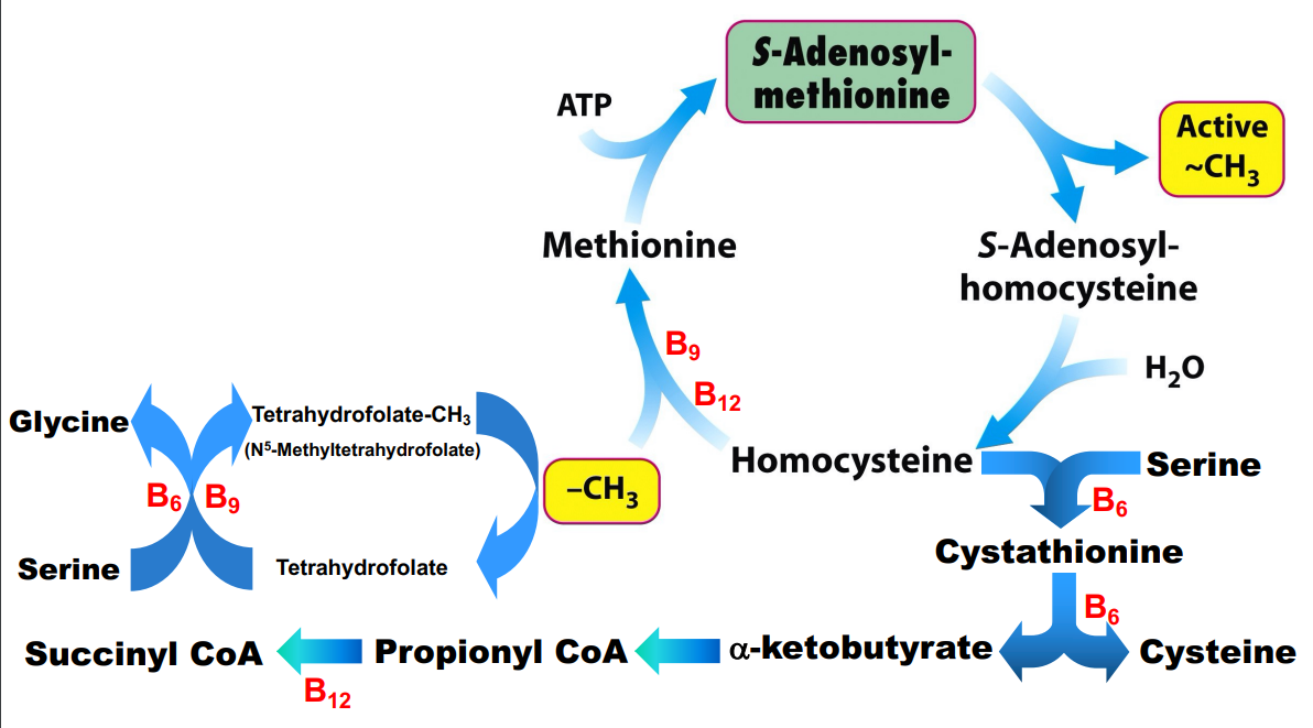 Solved Describe the activity of serine | Chegg.com