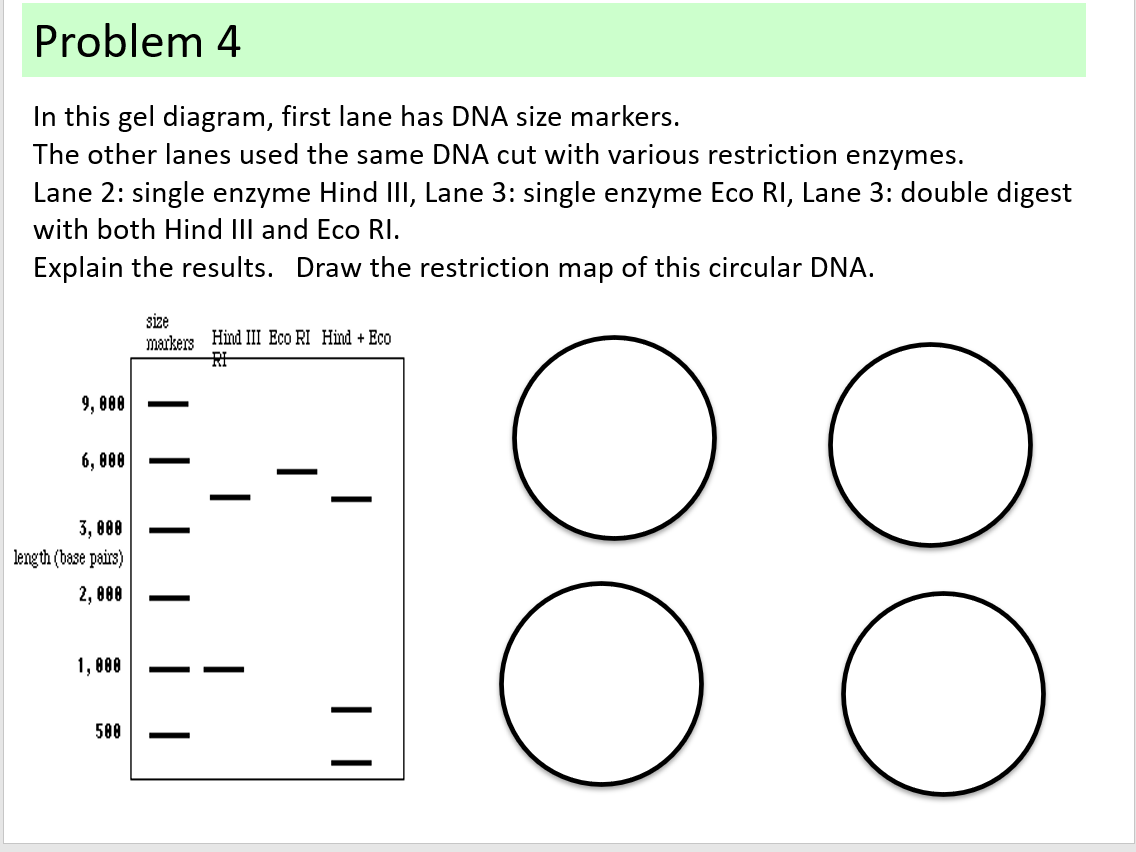 Solved Problem 2. Draw the restriction map of the circular | Chegg.com