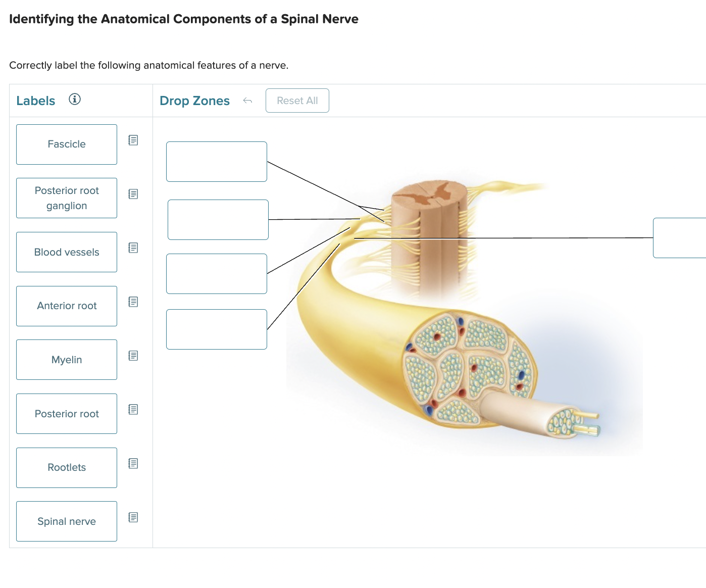 Solved Identifying the Anatomical Components of a Spinal | Chegg.com
