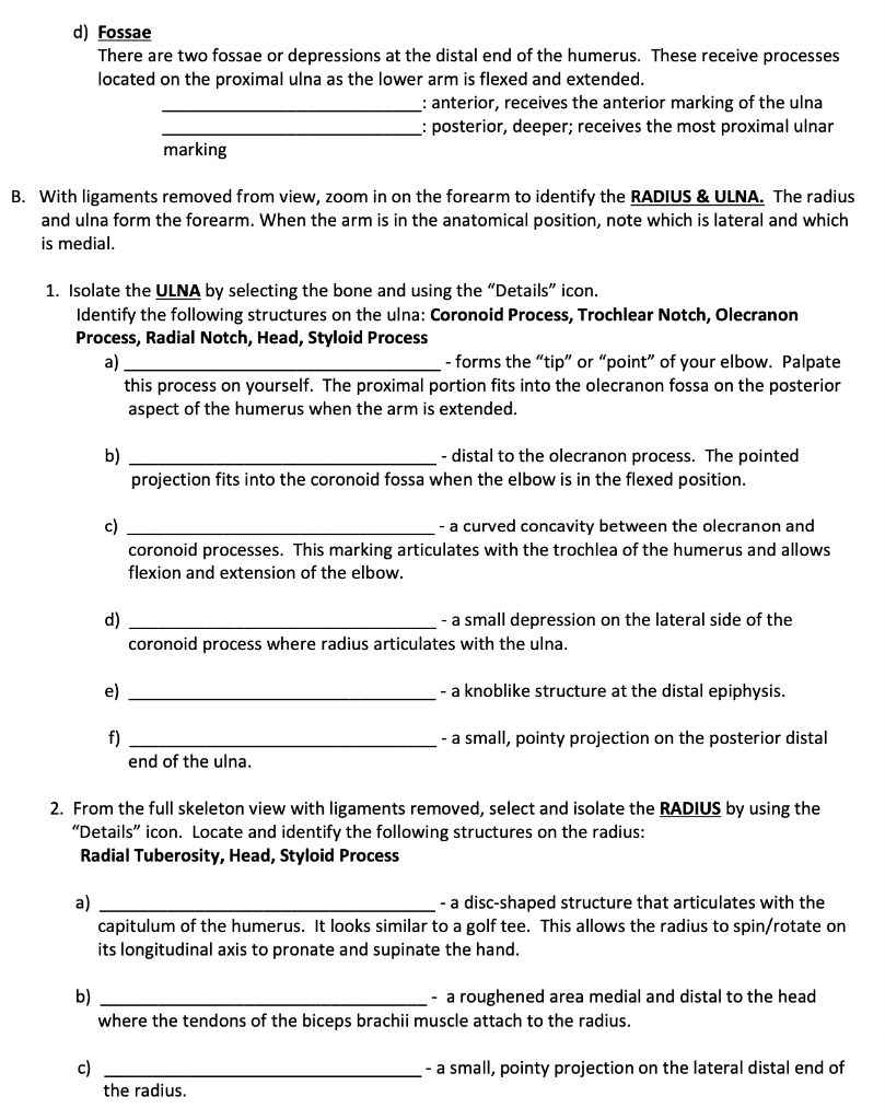 Solved II. UPPER EXTREMITIES The upper extremities include | Chegg.com