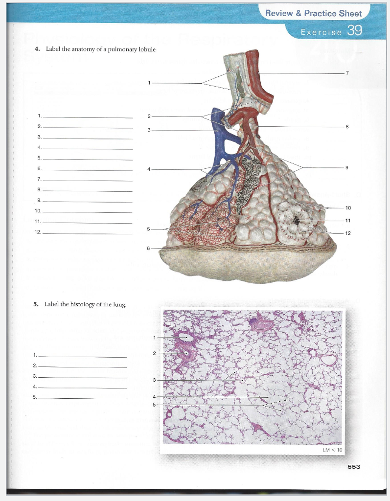 Solved Review &Practice Sheet Exercise 4. Label the anatomy | Chegg.com