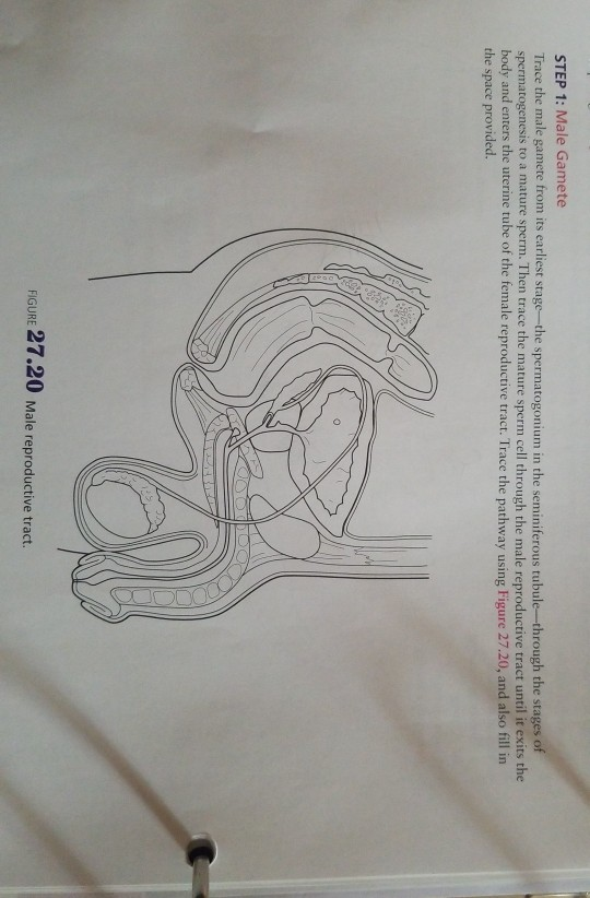 Solved STEP 1: Male Gamete Trace the male gamete from its | Chegg.com