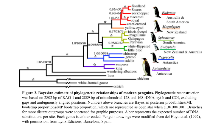 Solved Based on Baker's tree, do you think that penguin | Chegg.com