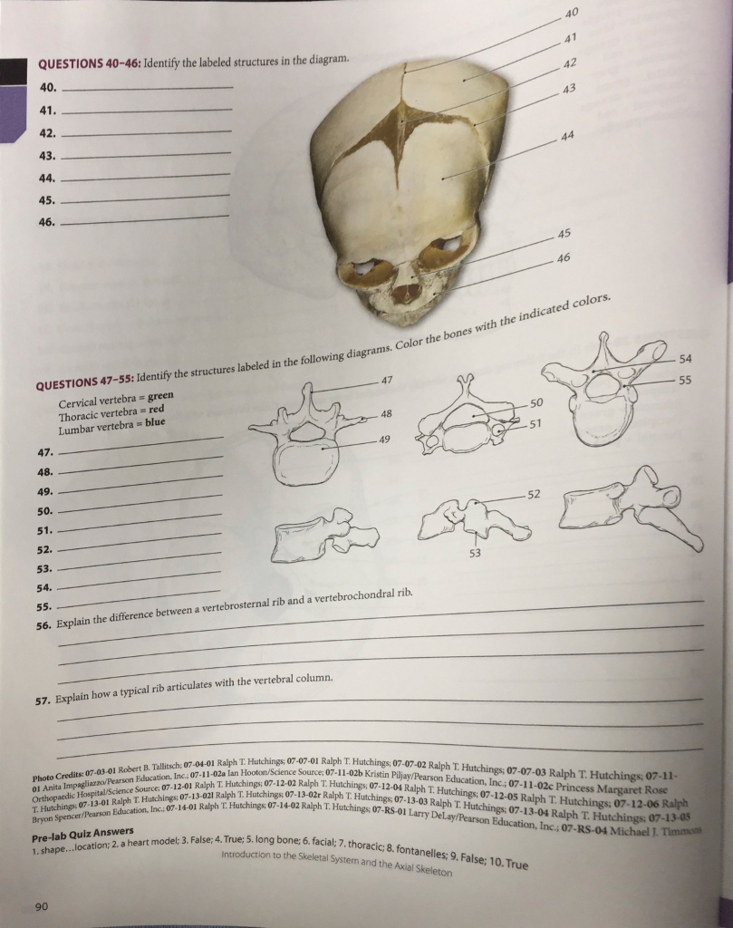Solved 27. In the following diagram, color the bones with | Chegg.com