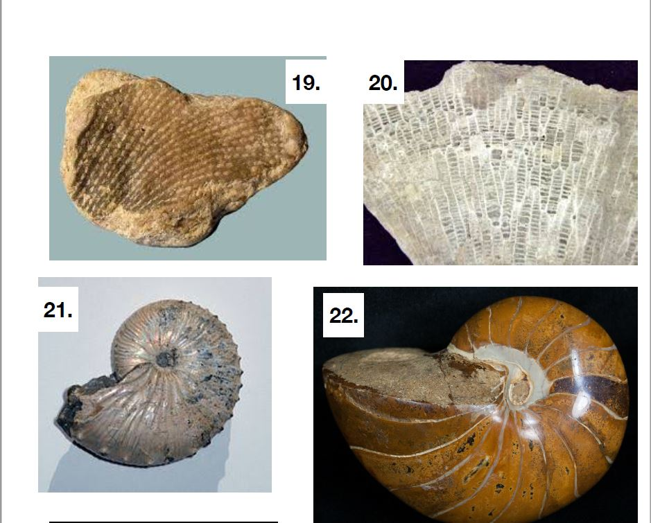 Identify All Fossil Specimens Provided By Your Ins