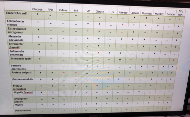 Solved Glucose PPD Indole MR VP Citrate Escherichia coli HAS | Chegg.com