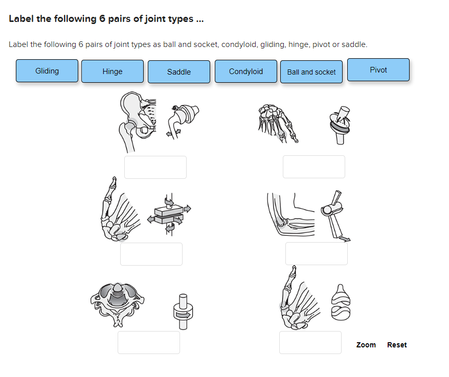 Solved Label the following 6 pairs of joint types ... Label | Chegg.com Solved Label the following 6 pairs of joint types ... Label | Chegg.com
