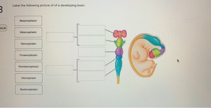 Solved developing brain. Label the following picture of of a | Chegg.com