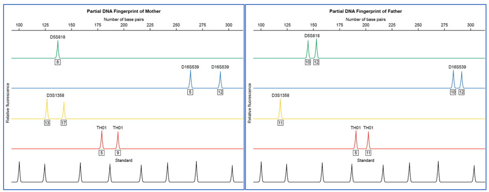 Capillary electrophoresis upon amplification of STRs | Chegg.com