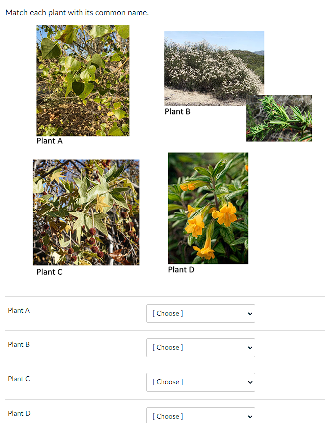 Solved Match each plant with its common name. | Chegg.com
