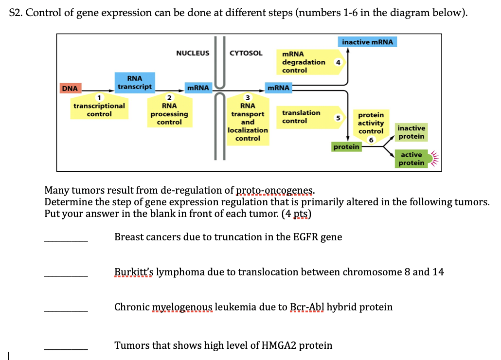 Solved S2. Control of gene expression can be done at | Chegg.com