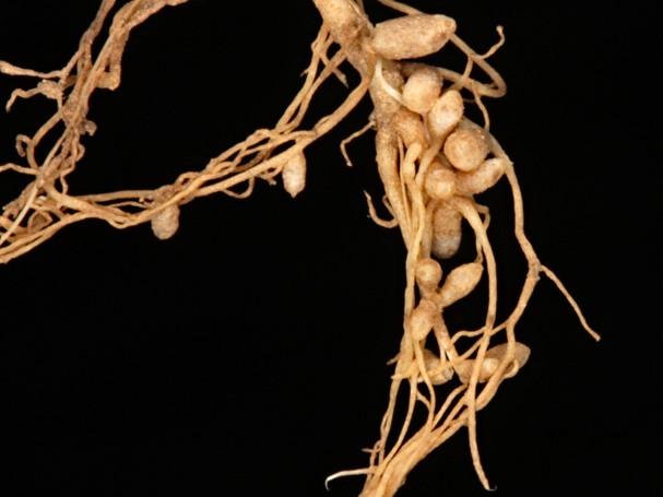 Solved Look at the clover root nodules (on the PowerPoint | Chegg.com