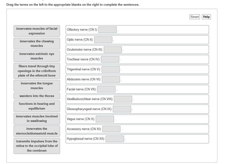 Solved Match the terms on the left to the appropriate blanks | Chegg.com