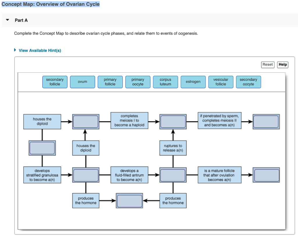 Solved Concept Map: Overview of Ovarian Cycle Part A | Chegg.com Solved Concept Map: Overview of Ovarian Cycle Part A | Chegg.com