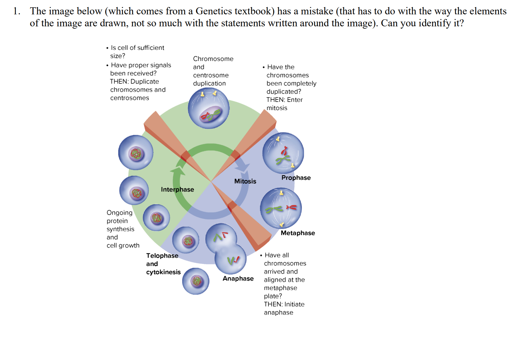 Solved 1. The image below (which comes from a Genetics | Chegg.com