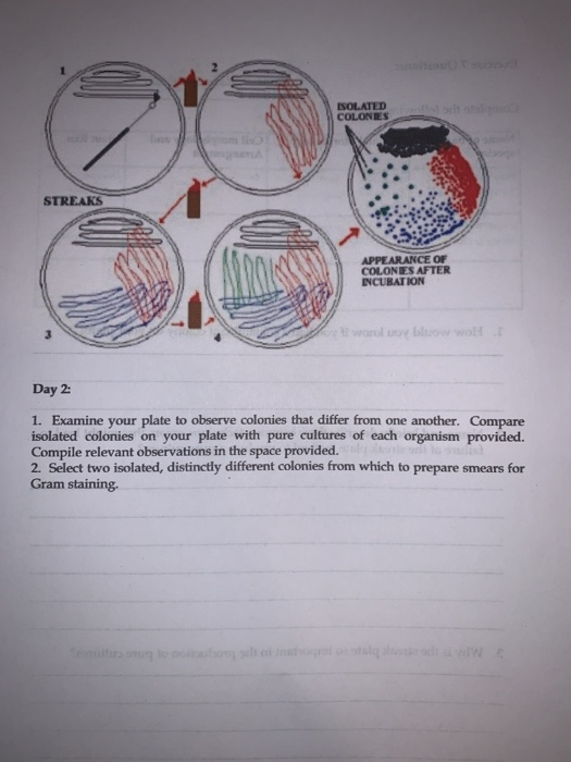 Exercise 7 Isolation of a Pure Culture by the Streak | Chegg.com