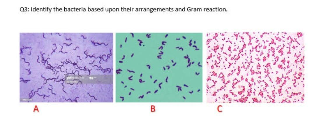 Solved Q3: Identify the bacteria based upon their | Chegg.com