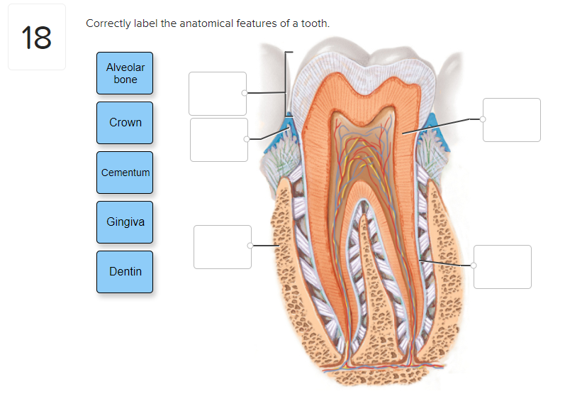 solved-correctly-label-the-anatomical-features-of-a-tooth-chegg