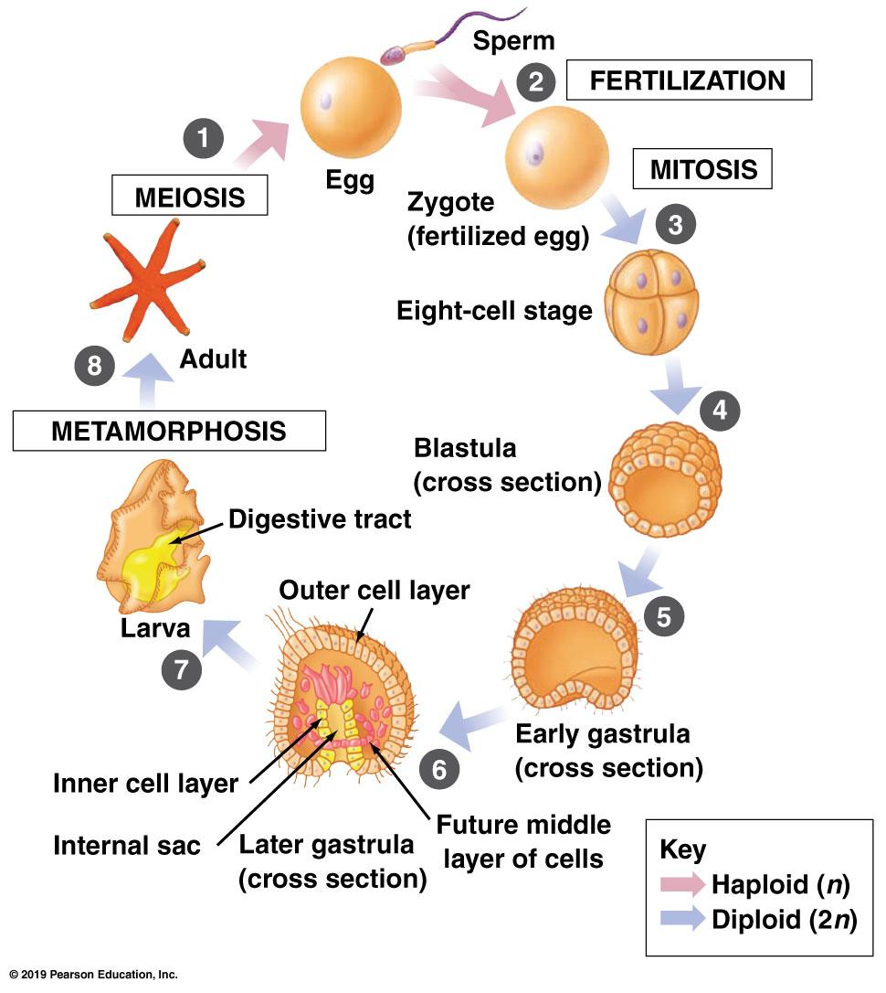 Animal Life Cycles Masteringbiology Chart
