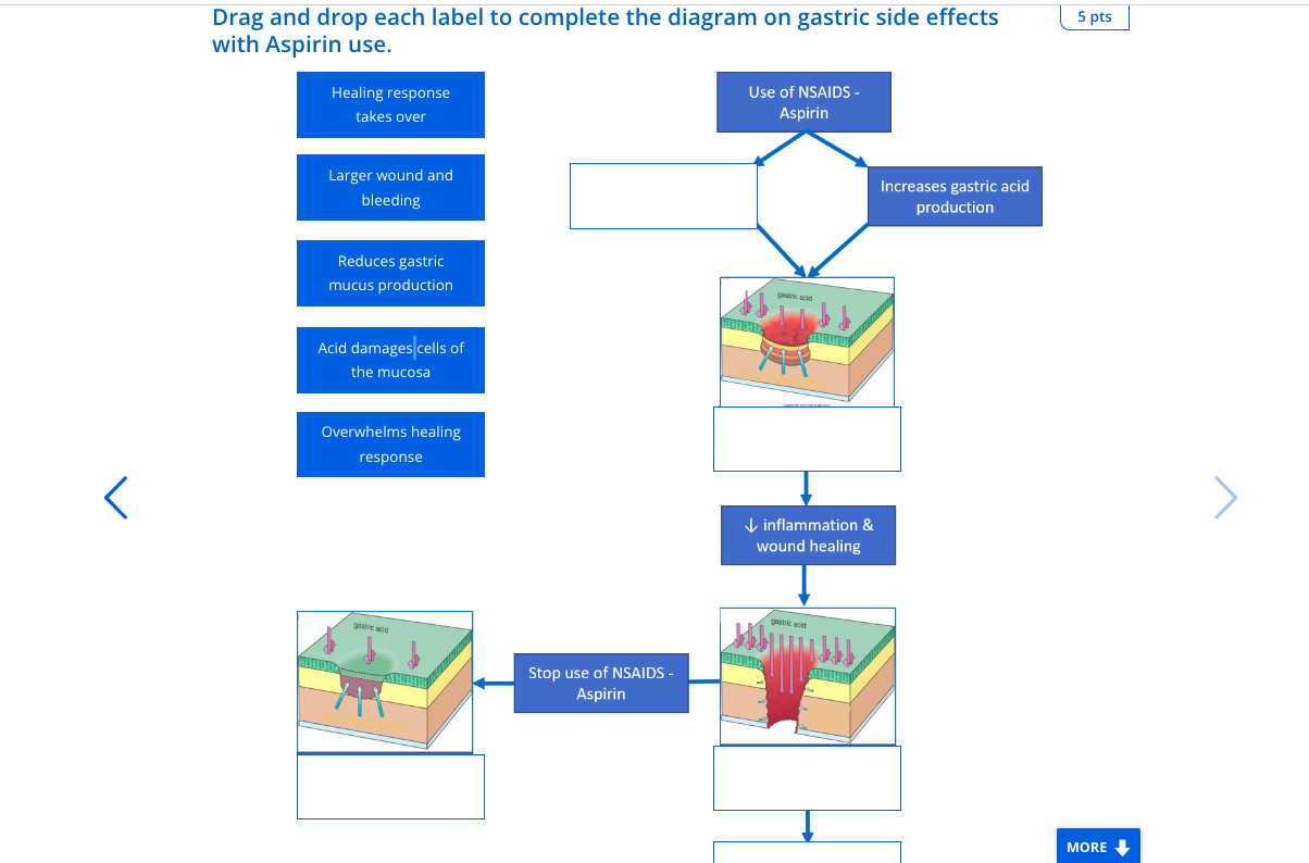 Drag and drop each of the following labels to create | Chegg.com