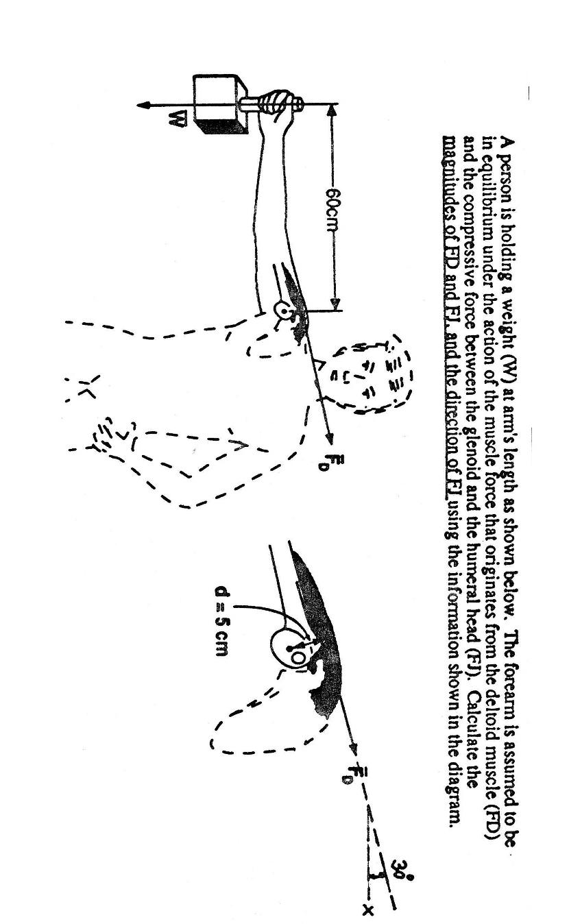 Solved A person is holding a weight (W) at arm's length as | Chegg.com