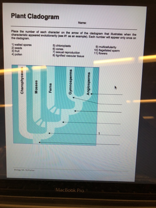 Solved Plant Cladogram Name: Place the number of each | Chegg.com