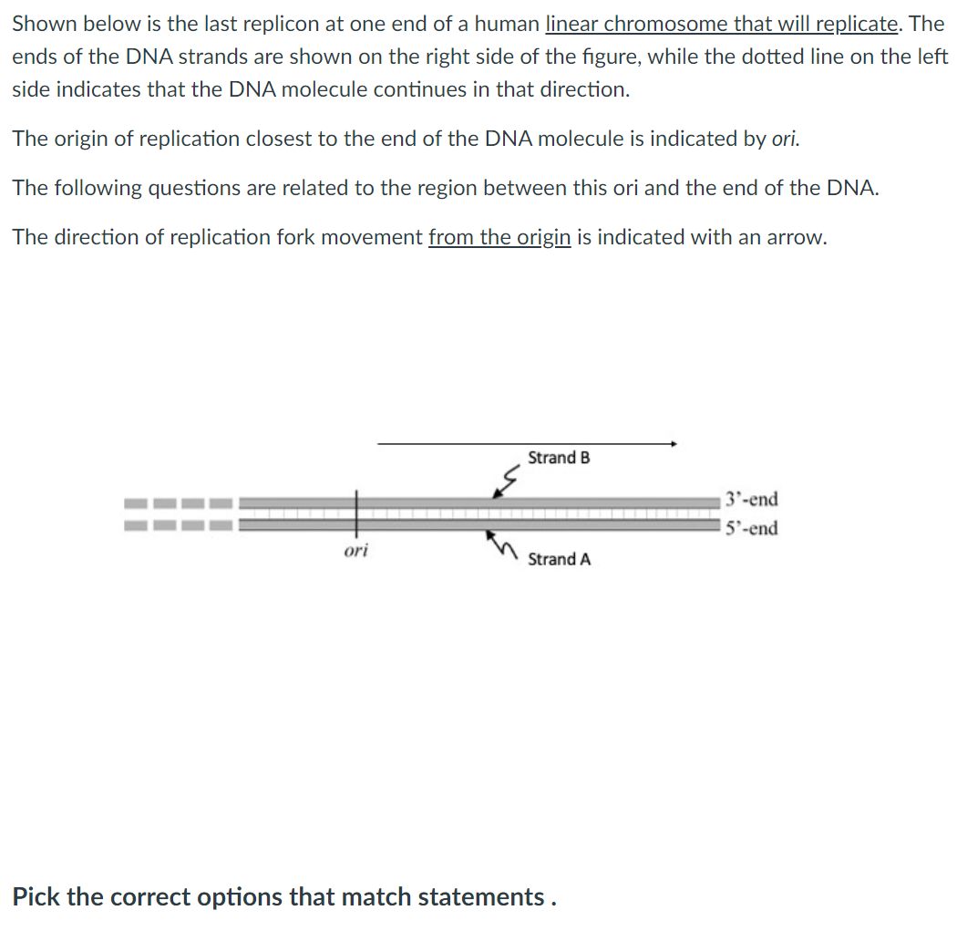 Solved Shown below is the last replicon at one end of a | Chegg.com