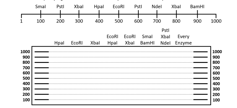 Solved A restriction map of a linear 1 kb piece of DNA is | Chegg.com