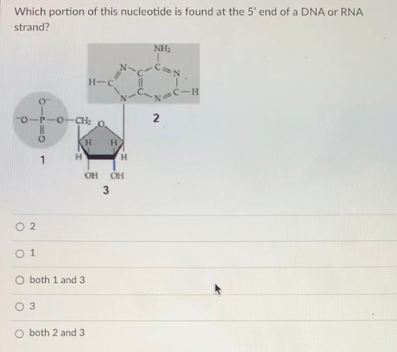 Solved Which portion of this nucleotide is found at the 5' | Chegg.com