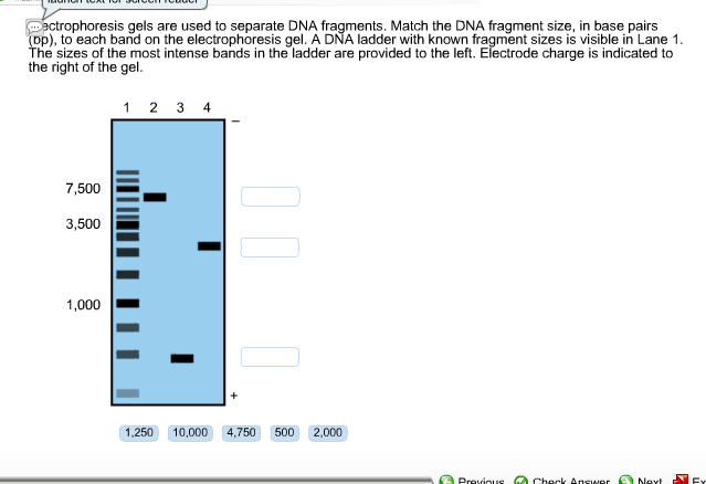 Solved trophoresis gels are used to separate DNA fragments. | Chegg.com