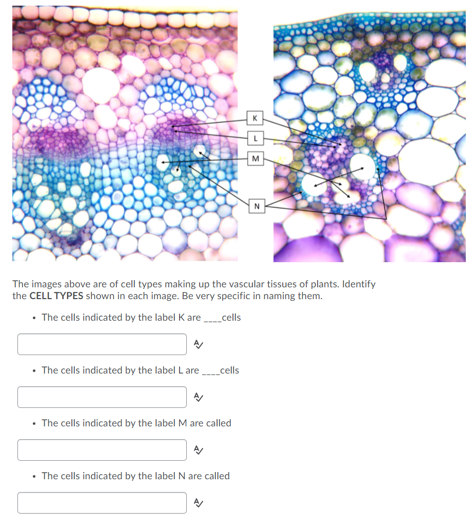 Solved K L M N. The images above are of cell types making up | Chegg.com