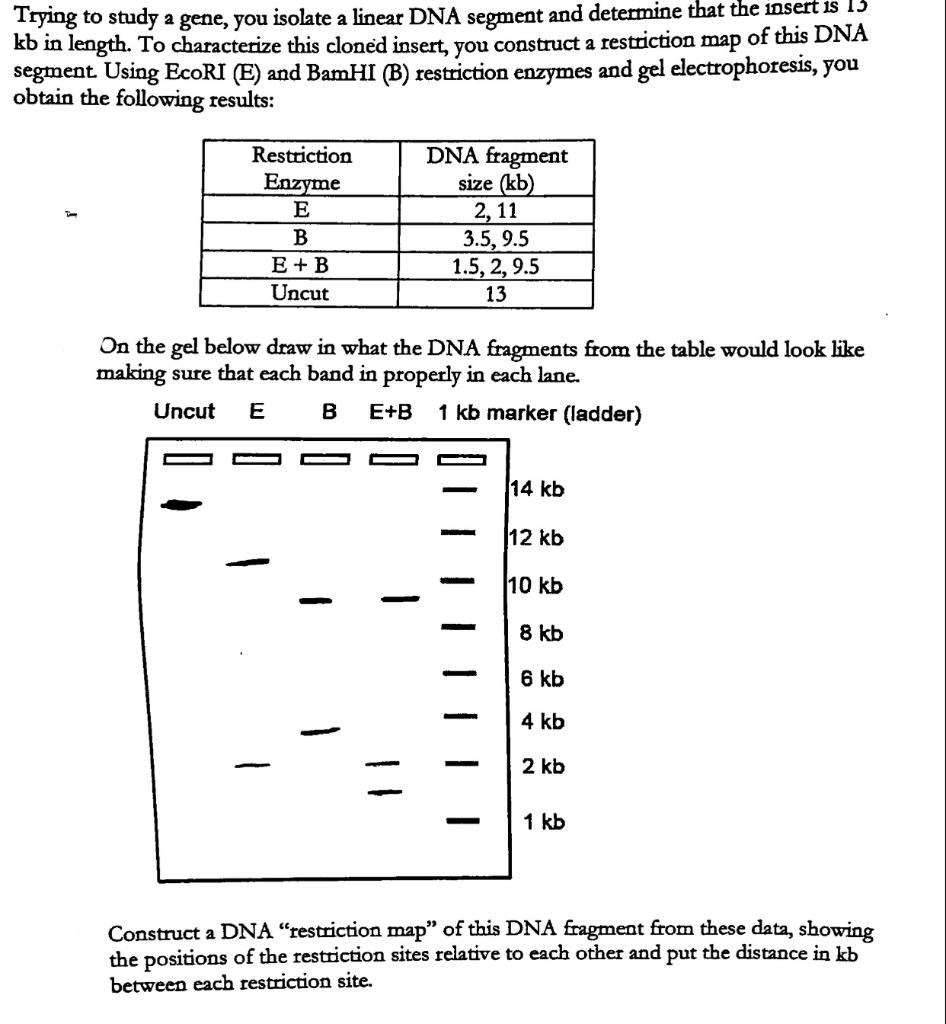 Solved Trying to study a gene, you isolate a linear DNA | Chegg.com