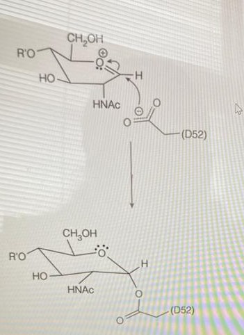 Solved A step in the mechanism for lysozyme is depicted | Chegg.com