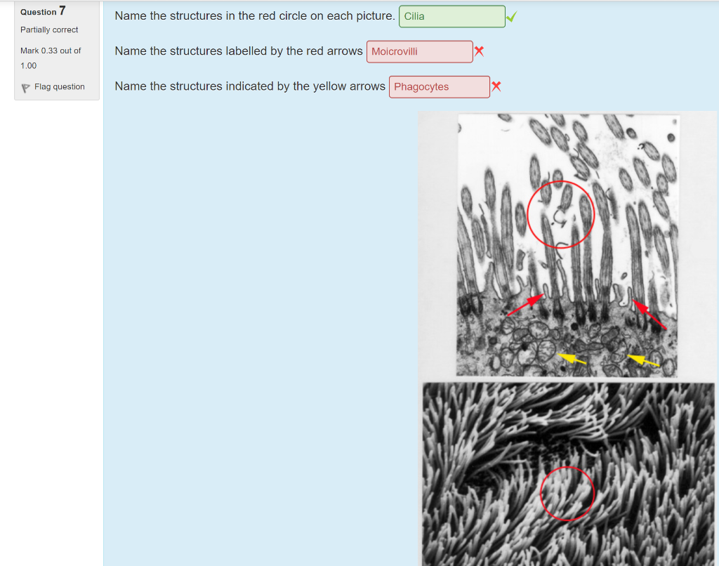 Solved Question 7 Name the structures in the red circle on | Chegg.com