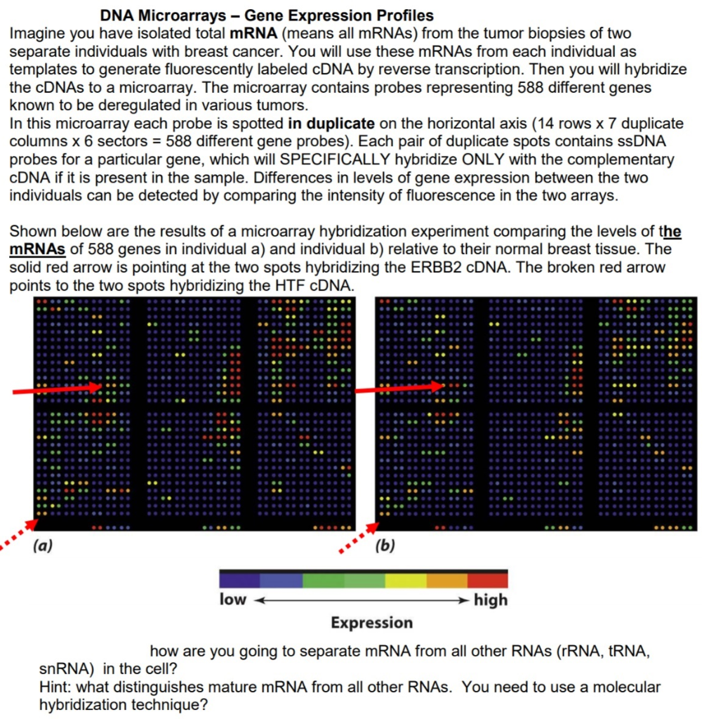 Solved DNA Microarrays - Gene Expression Profiles Imagine | Chegg.com