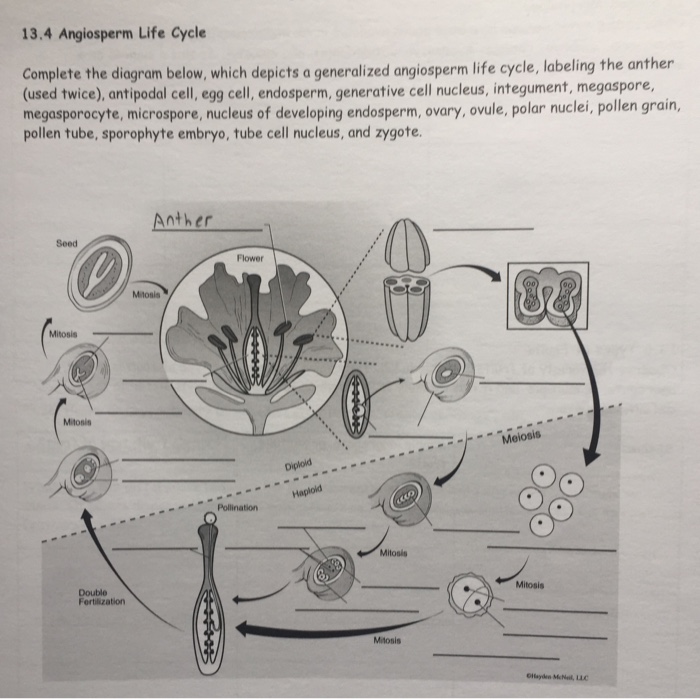 Solved Complete the diagram below, which depicts a | Chegg.com