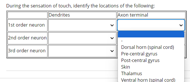 Solved During the sensation of touch, identify the locations | Chegg.com