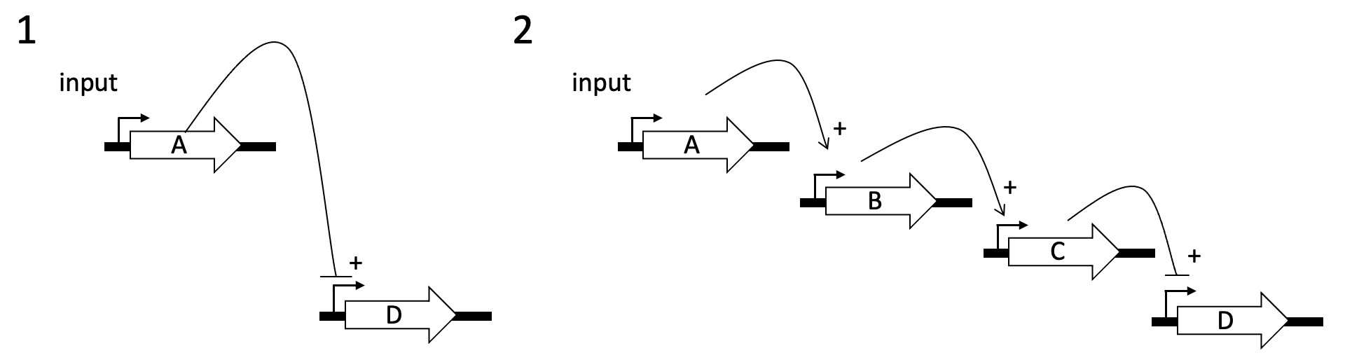 Solved Two transcriptional regulatory cascades are shown | Chegg.com