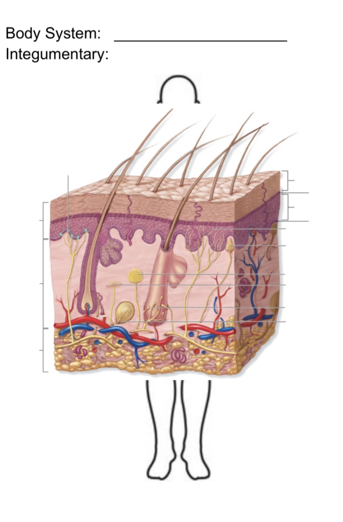 Solved Body System:Integumentary:use keywords "Epidermis, | Chegg.com